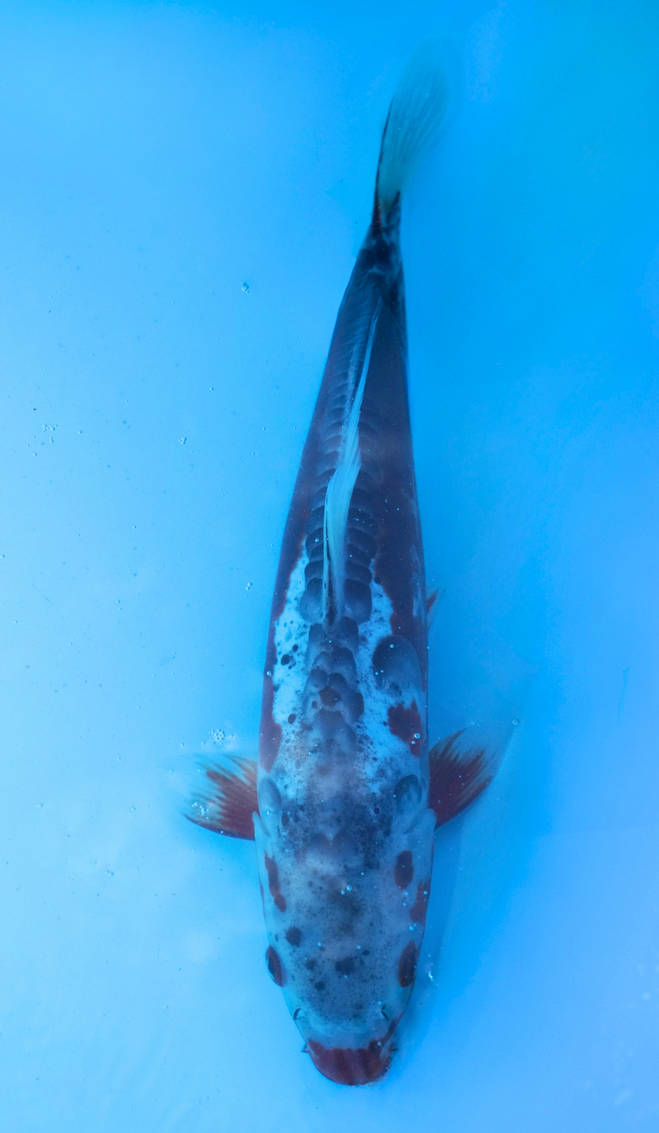 KOI SALES
